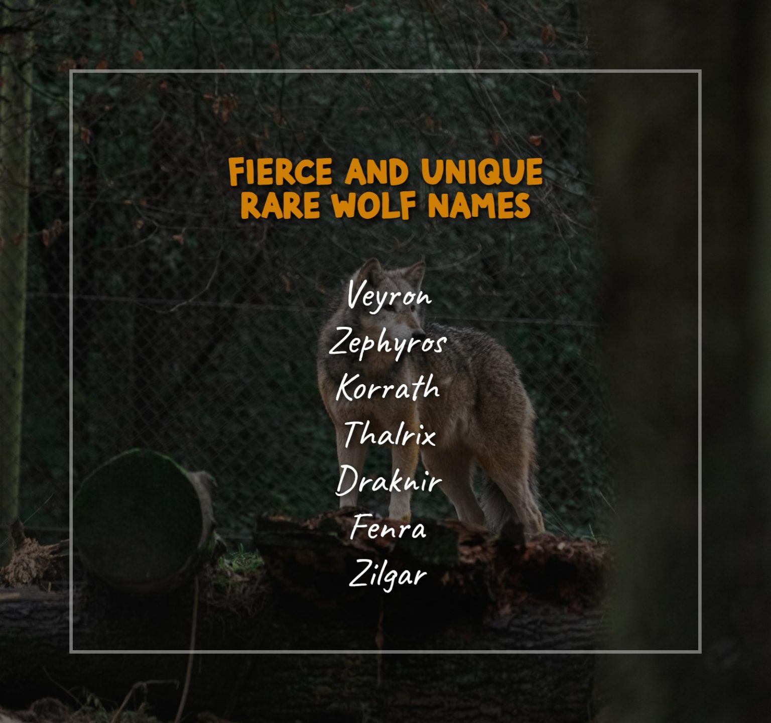 90+ Unique Names That Mean Wolf: Meaning and Origins Explained ...